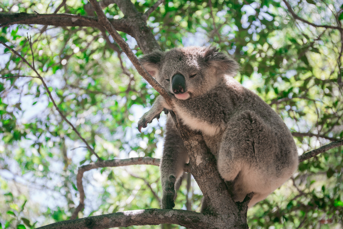The Brain Benefits Of Deep Sleep And How To Get More Of It Thoracic The Brain Benefits Of Deep Sleep And How To Get More Of It Thoracic