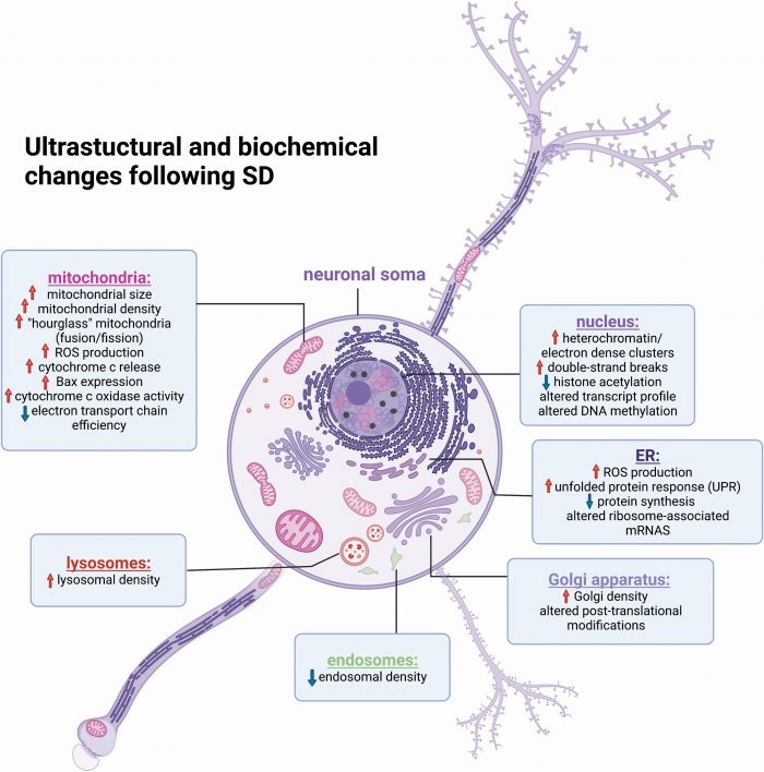 Perspective – ultrastructural analyses reflect the effects of sleep and ...