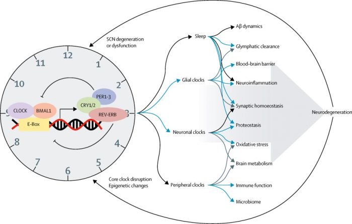 The role of clock genes in sleep and stress - Thoracic and Sleep Group ...